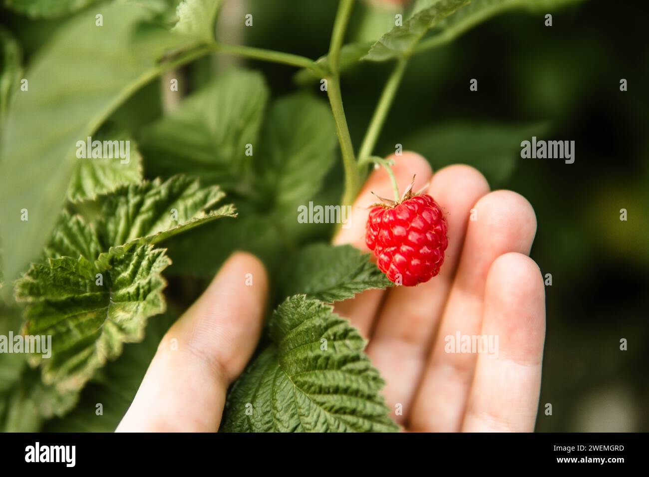 Hand picked freshly raspberries in garden Stock Photo - Alamy