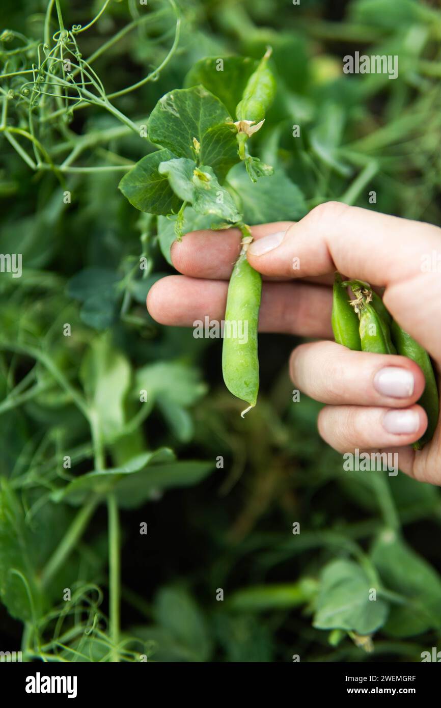 Body part person plant hi-res stock photography and images - Alamy