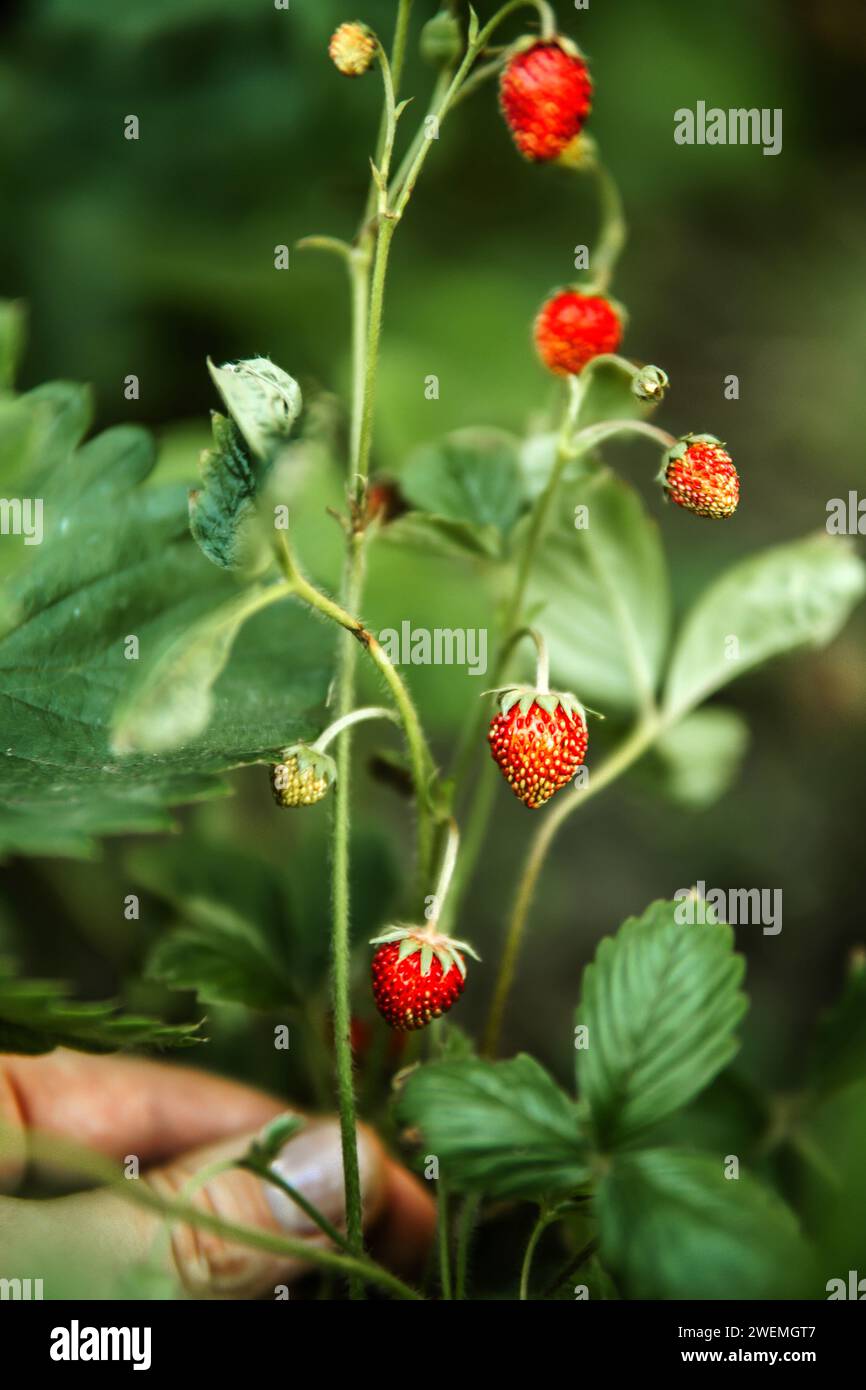 Cropped image of woman picking strawberry from plant Stock Photo - Alamy