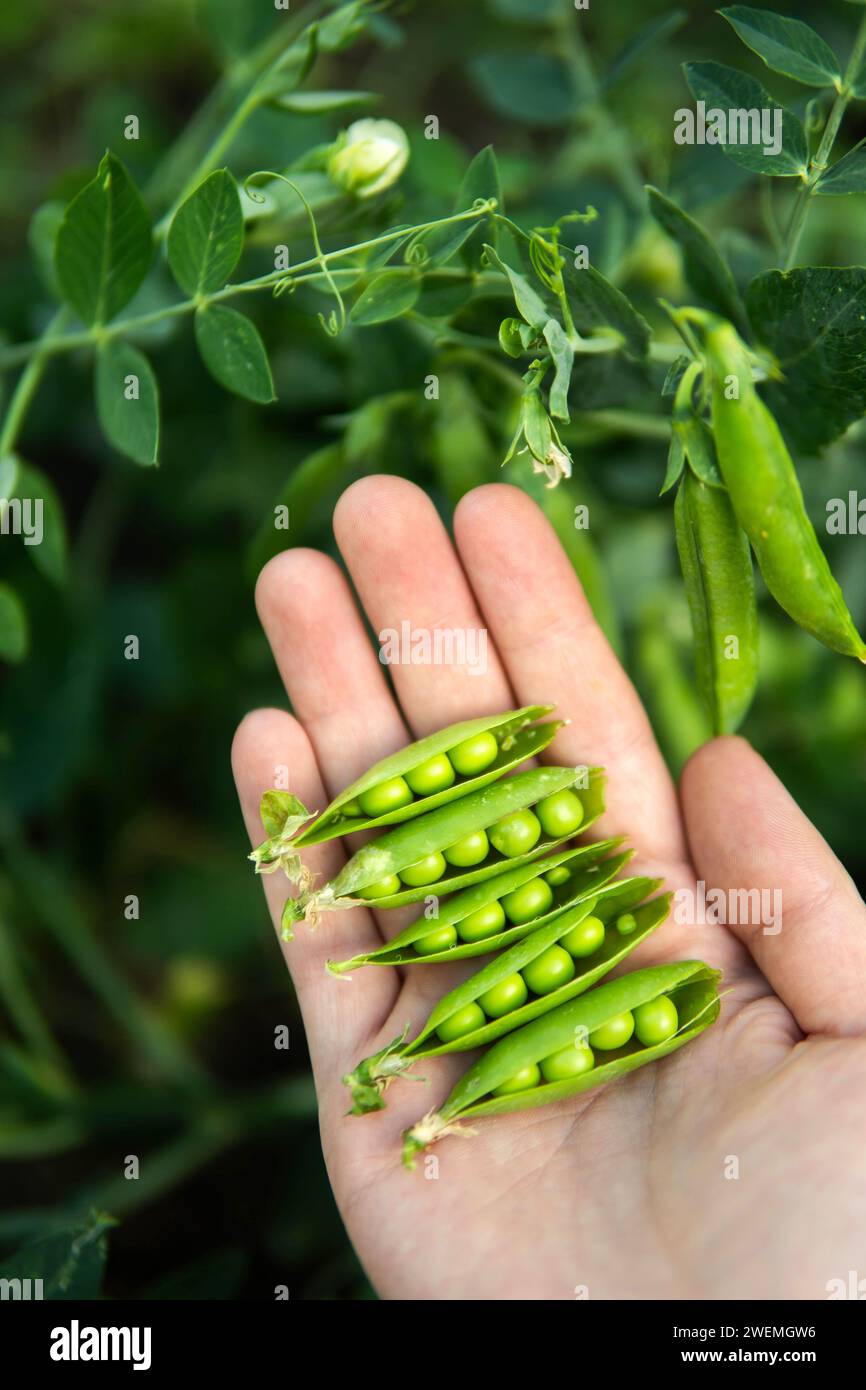 Hands holding freshly picked peas from garden Stock Photo - Alamy