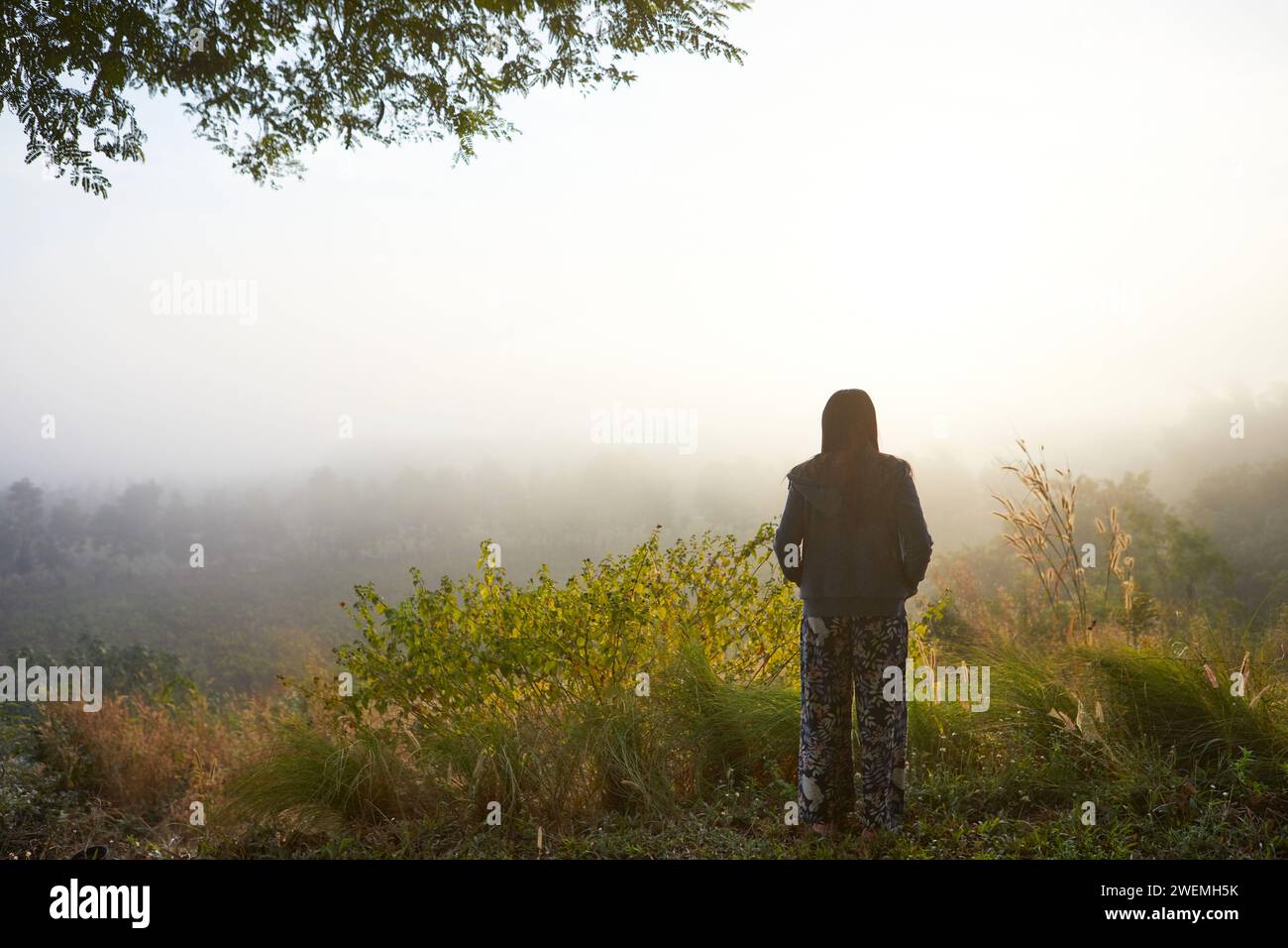 Rear view of woman standing in forest during misty morning Stock Photo ...