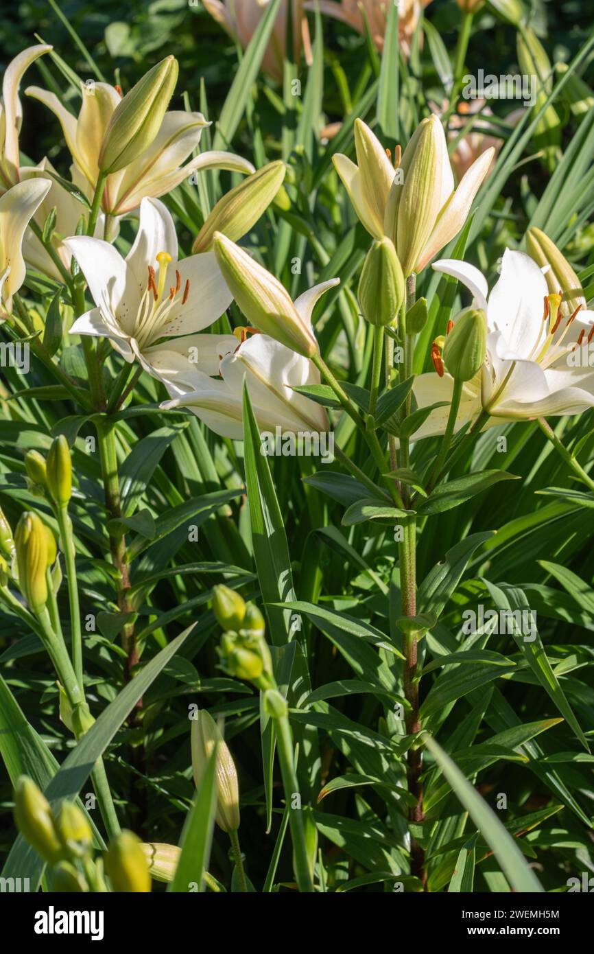 photo white lily in summer, in a natural garden Stock Photo - Alamy