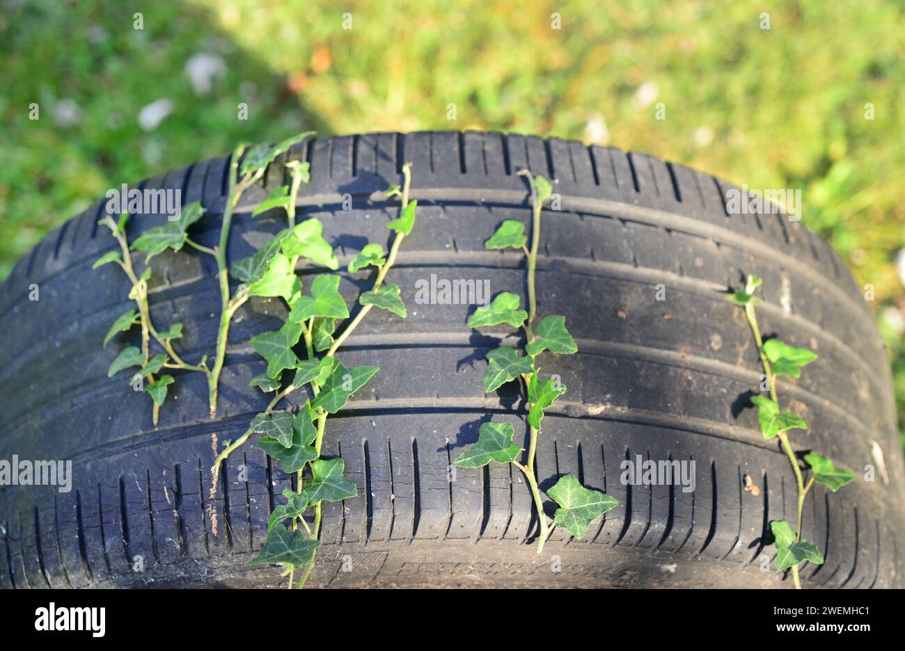 ivy growing on dumped car tyre Stock Photo - Alamy