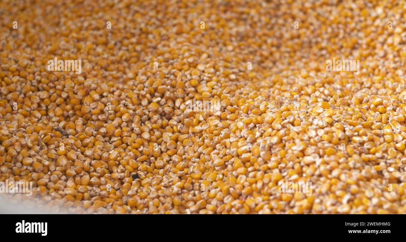 Corn grains in farmer hands Stock Photo - Alamy