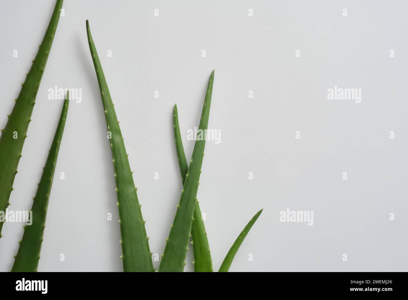 Fresh aloe vera leaves decorated on white background. Aloe vera has the ...