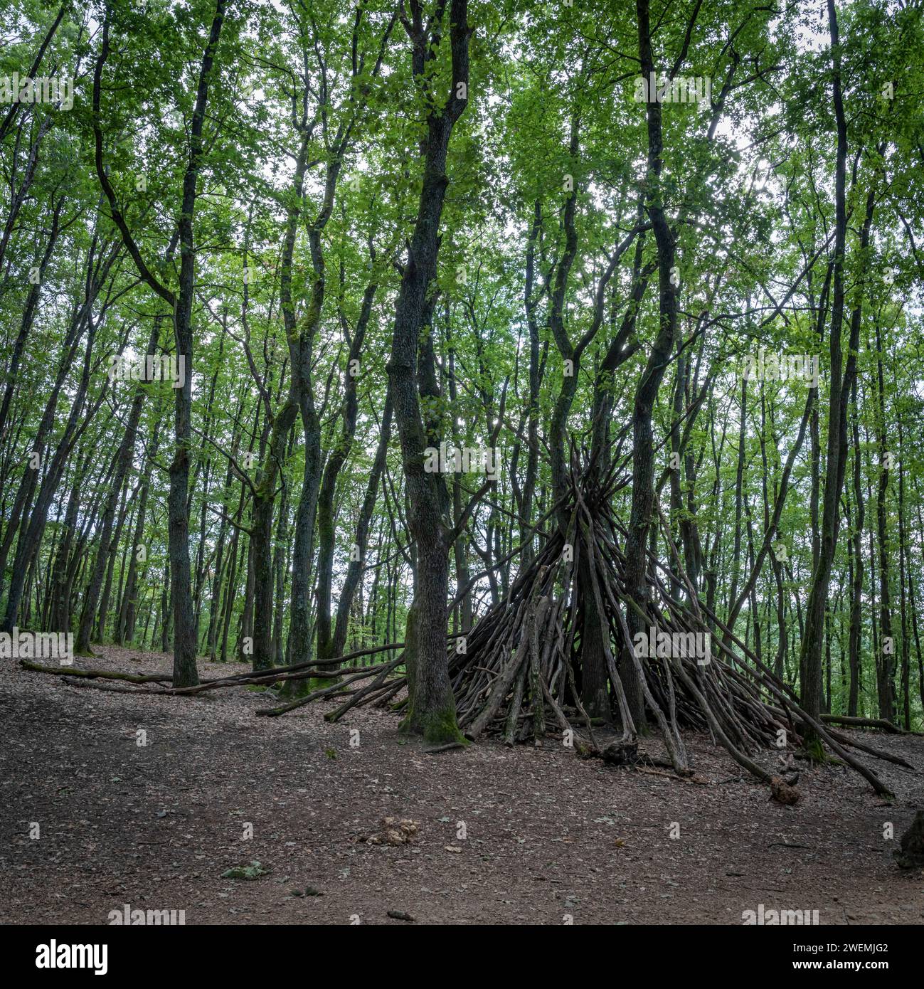 View of a wooden teepee in the forest Bois de Serre, Edge of the woods ...