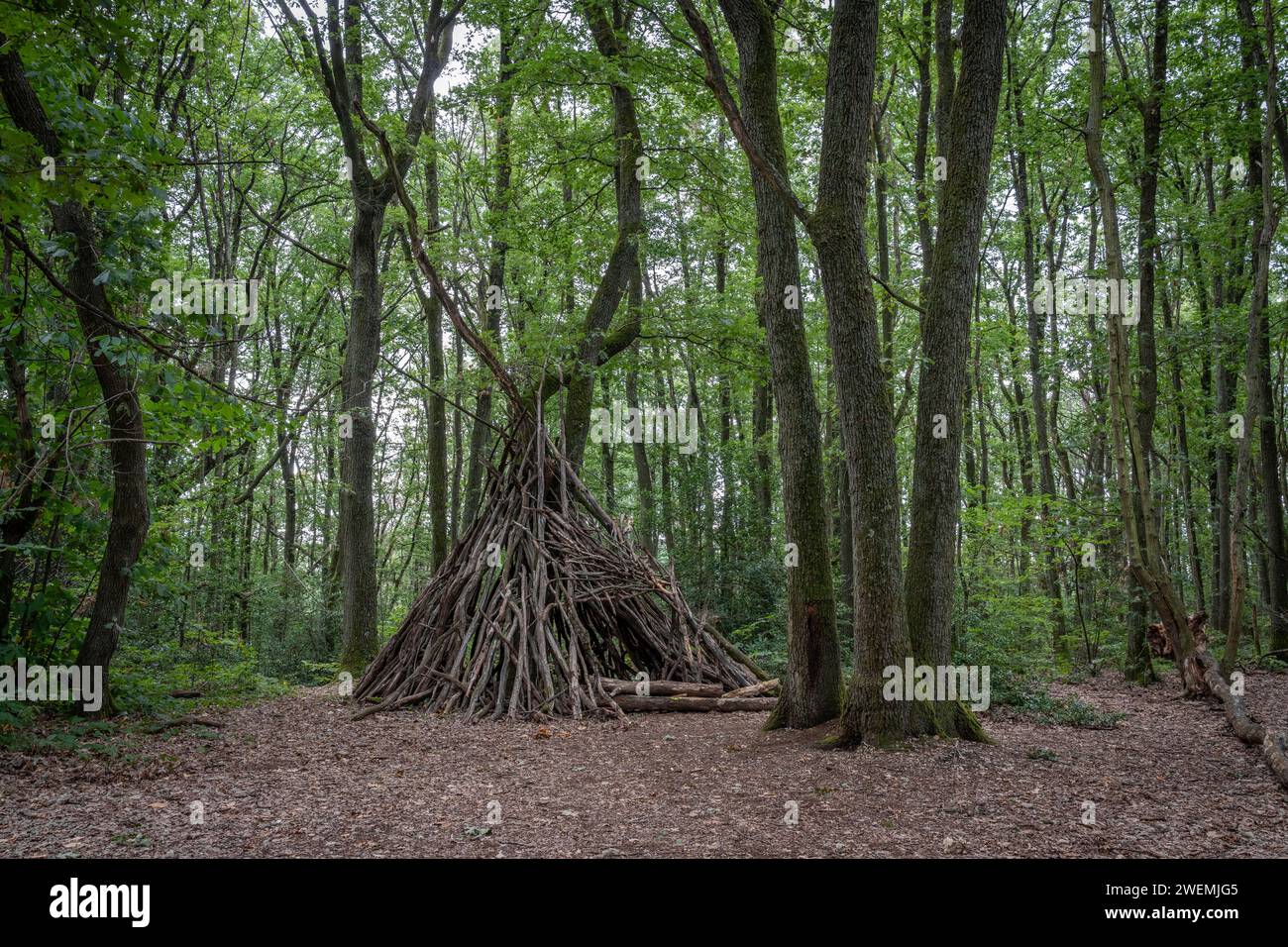 View of a wooden teepee in the forest Bois de Serre, Edge of the woods ...