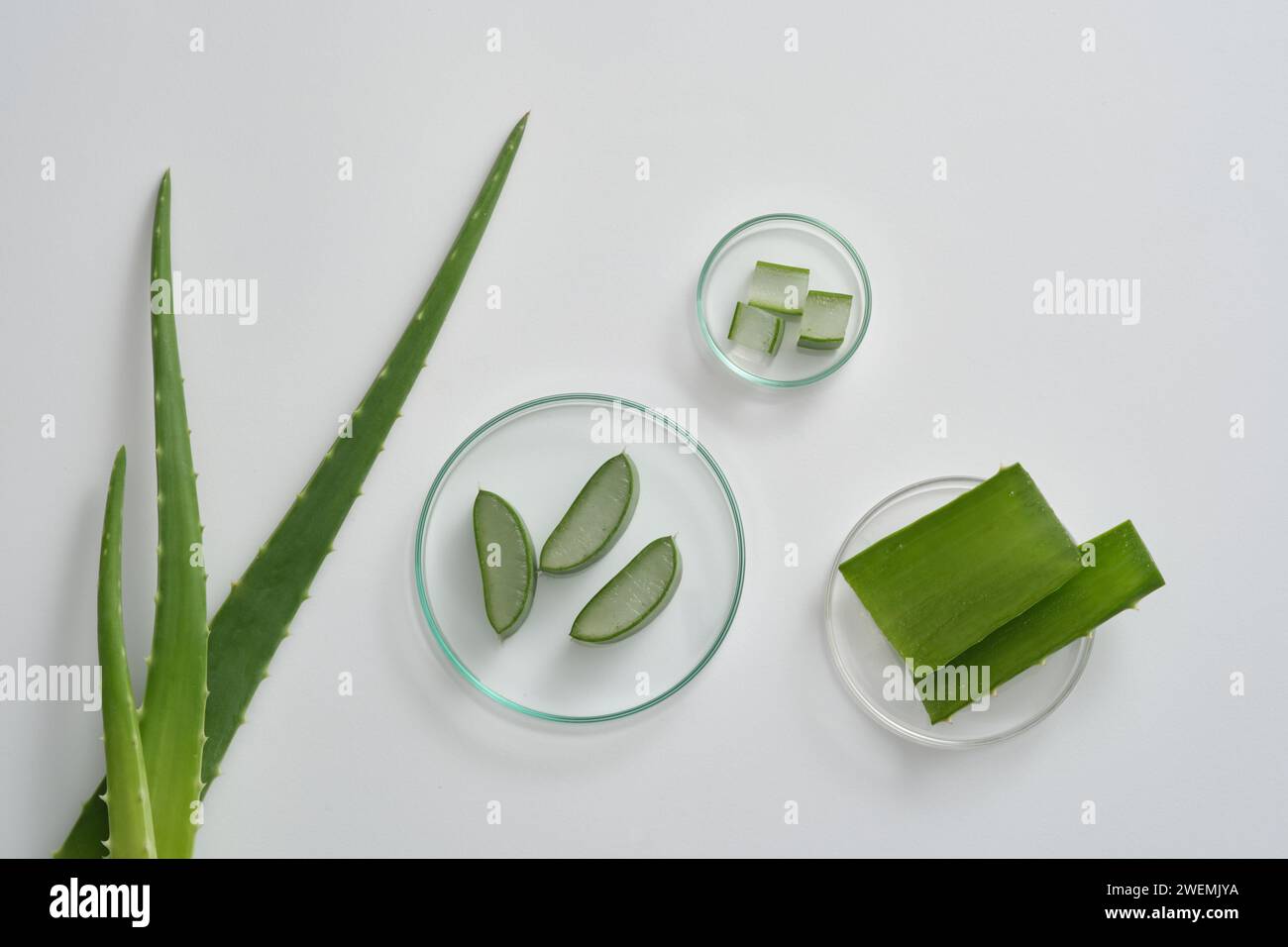 Top view of aloe vera slices in petri dishes and fresh aloe vera leaves ...