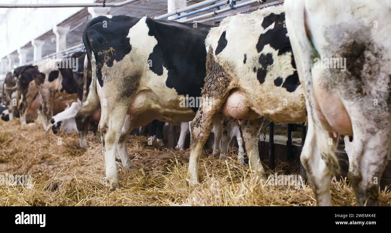 Modern farm barn with milking cows eating hay, Cows feeding on dairy ...