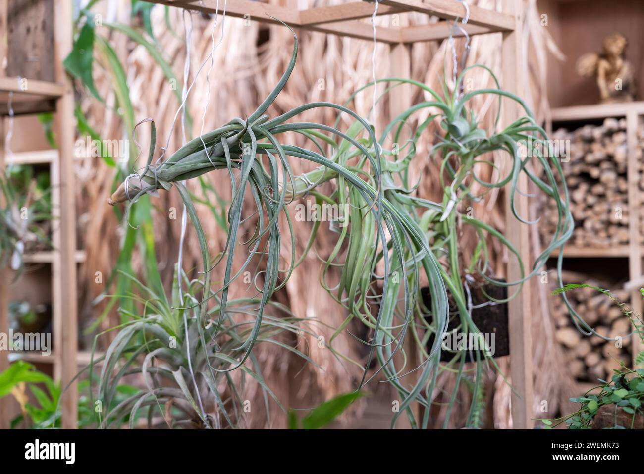Beautiful platycerium, staghorn fern, deer antler, deer horn shape ...