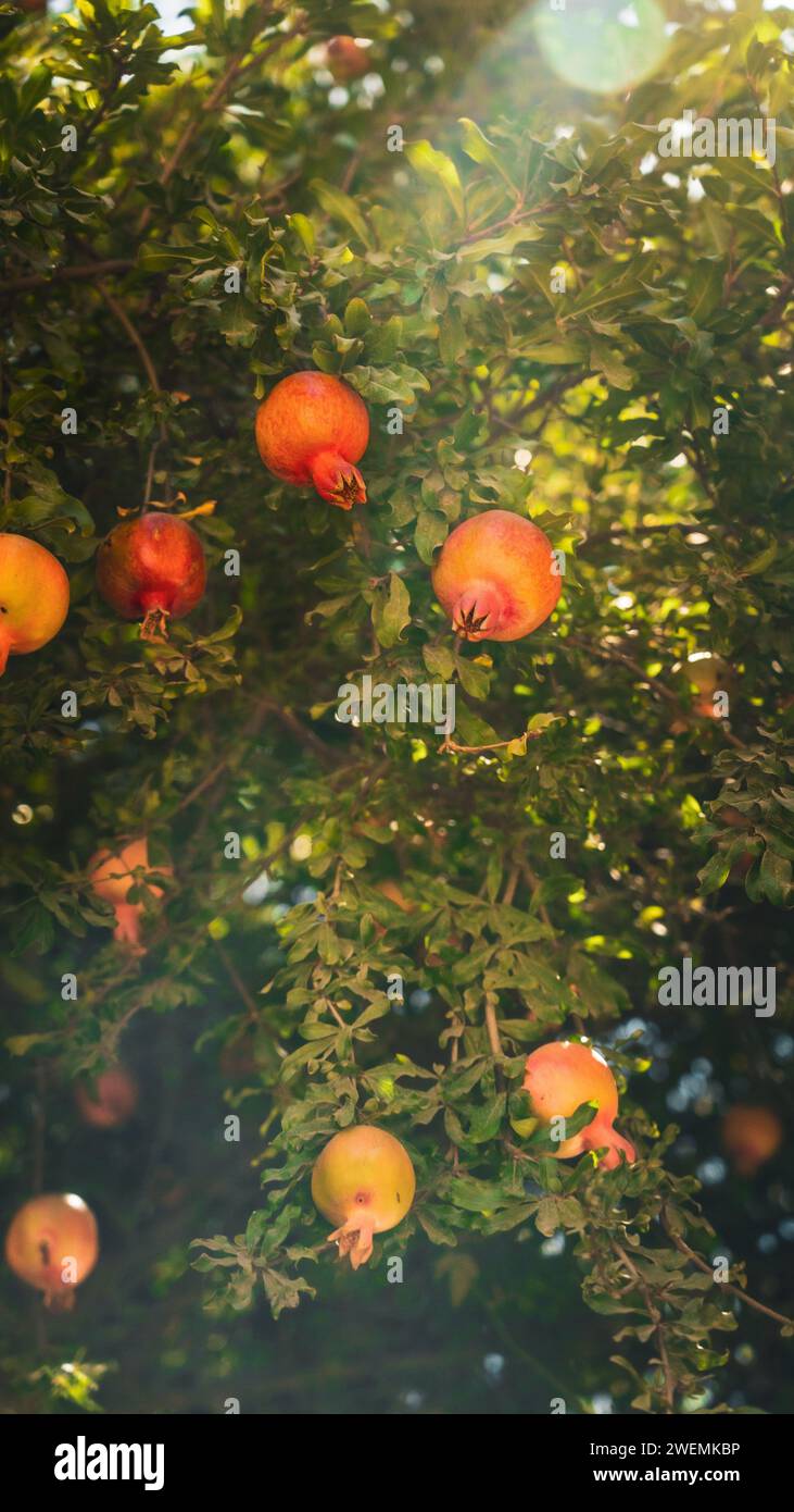 Eating under the tree hi-res stock photography and images - Alamy