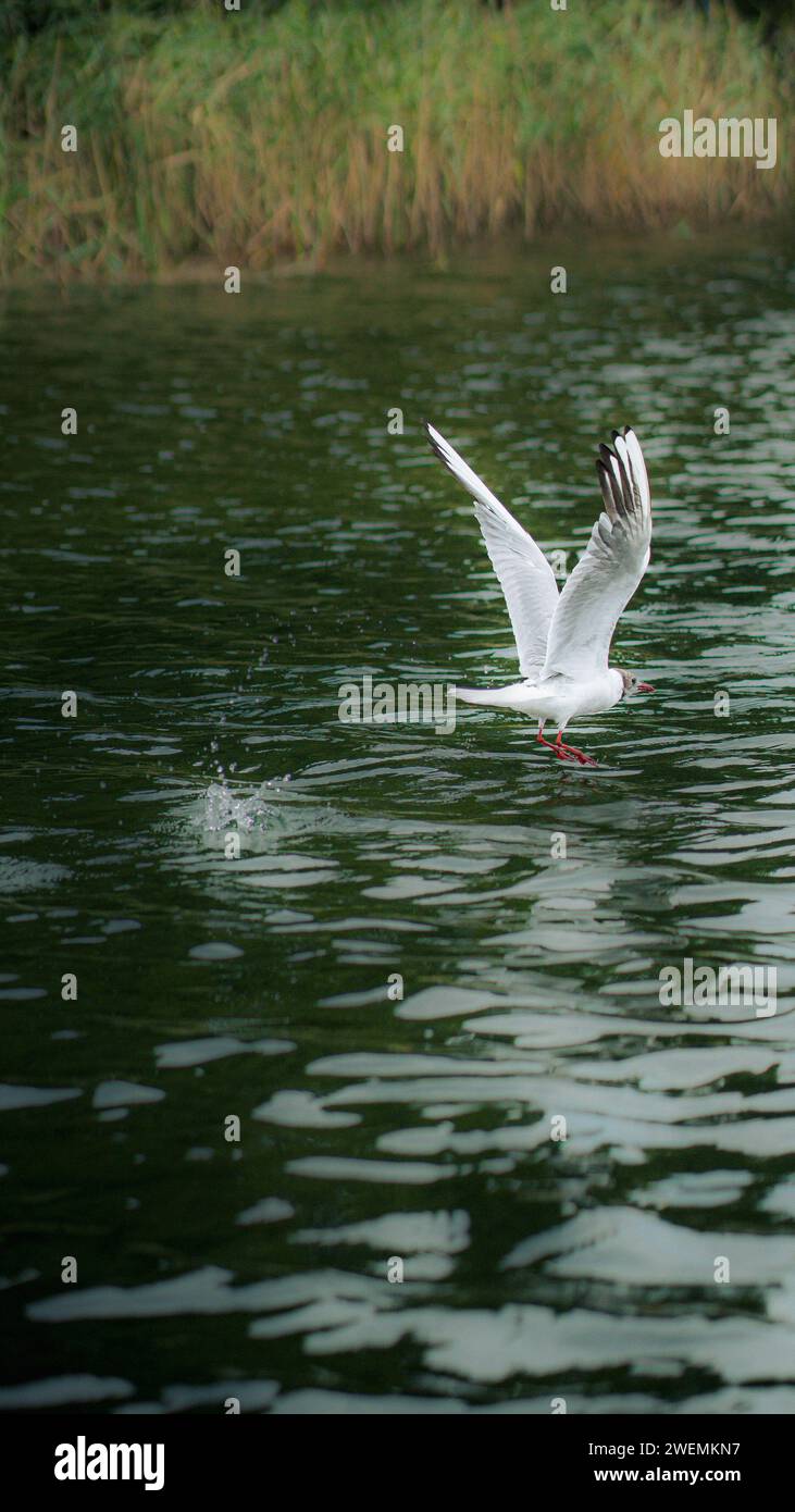 Flying bird over water with reflection hi-res stock photography and ...