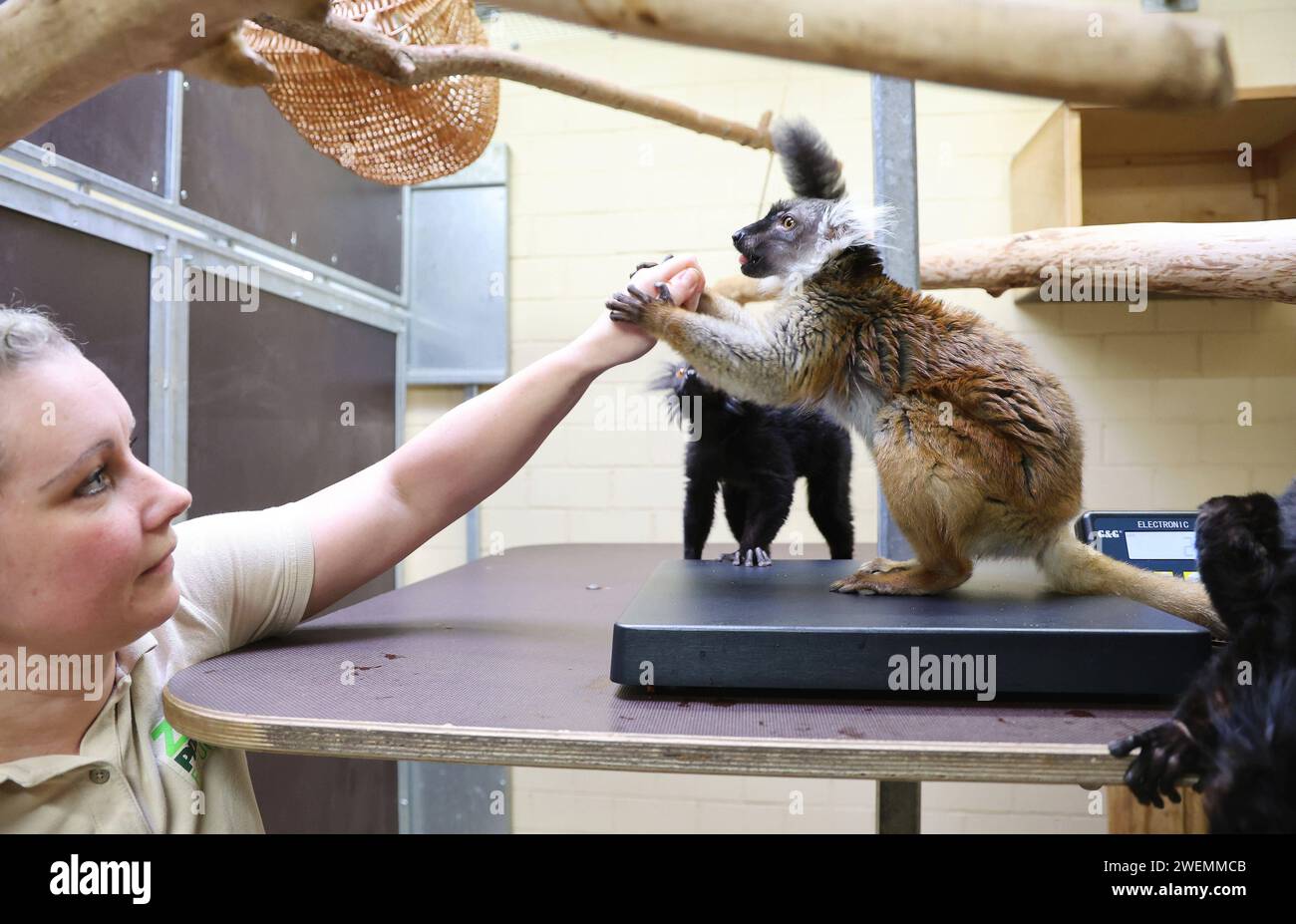 Thueringer Zoopark Erfurt - Inventur 26.01.2024, Erfurt, Thueringer ...