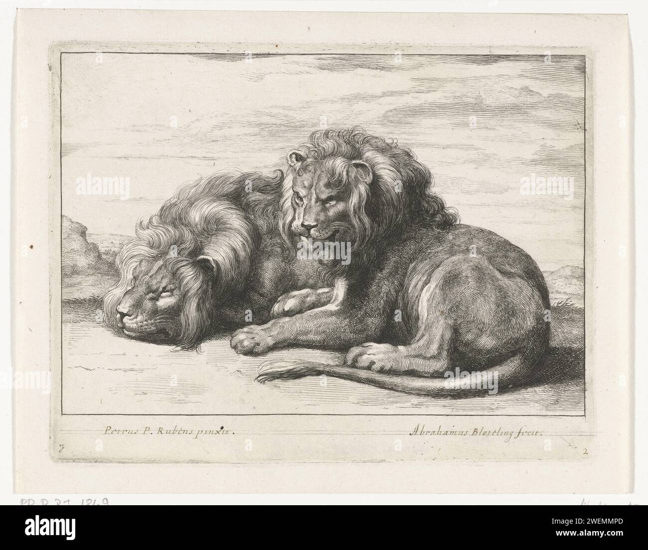 Two lying lions, Abraham BLOTELING, After Peter Paul Rubens, 1655 ...