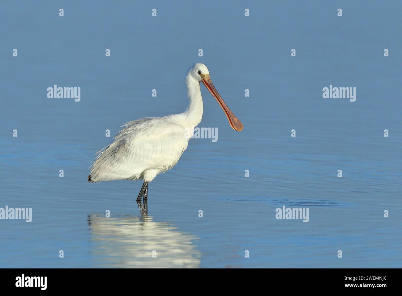 Spoonbill (Platalea leucorodia), young bird looking for food, animal ...