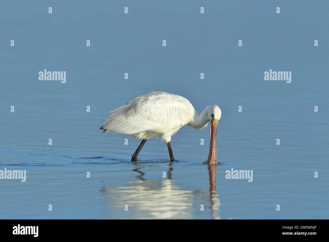Spoonbill (Platalea leucorodia), young bird looking for food, animal ...
