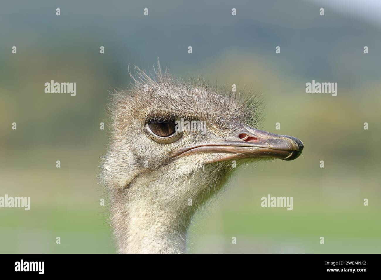 Common ostrich (Struthio camelus), portrait, captive, Germany Stock ...