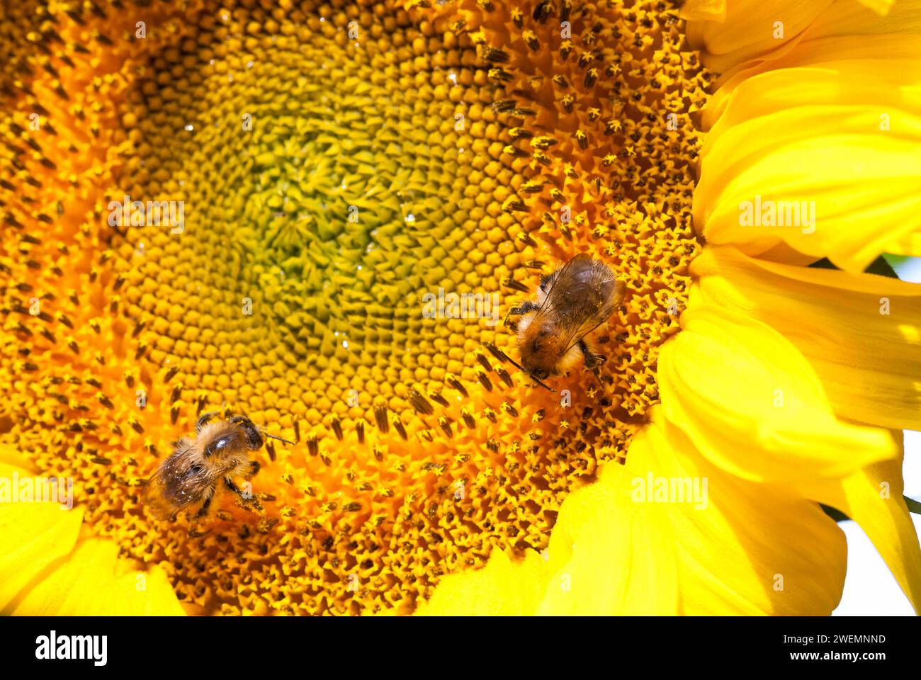 Two common carder-bees (Bombus pascuorum), wild bees collecting pollen ...