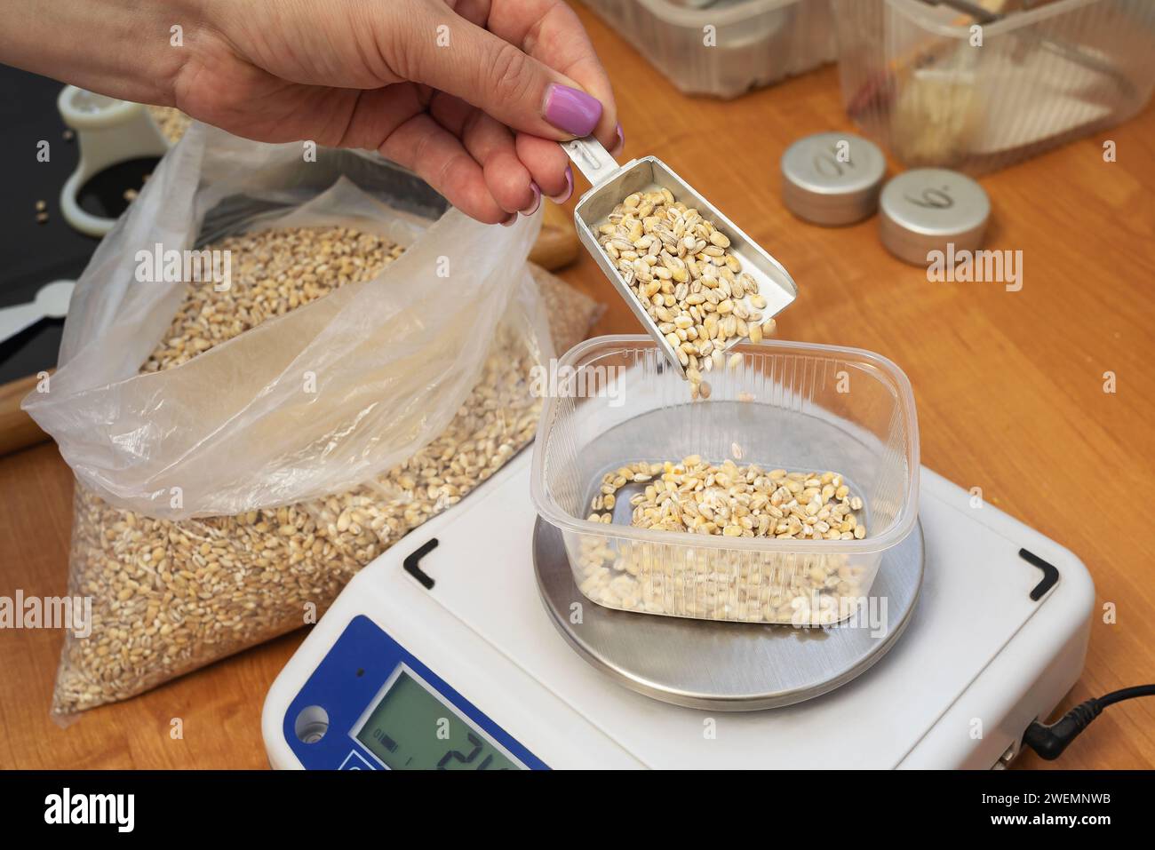 An agricultural laboratory worker pours grain samples into a box to ...