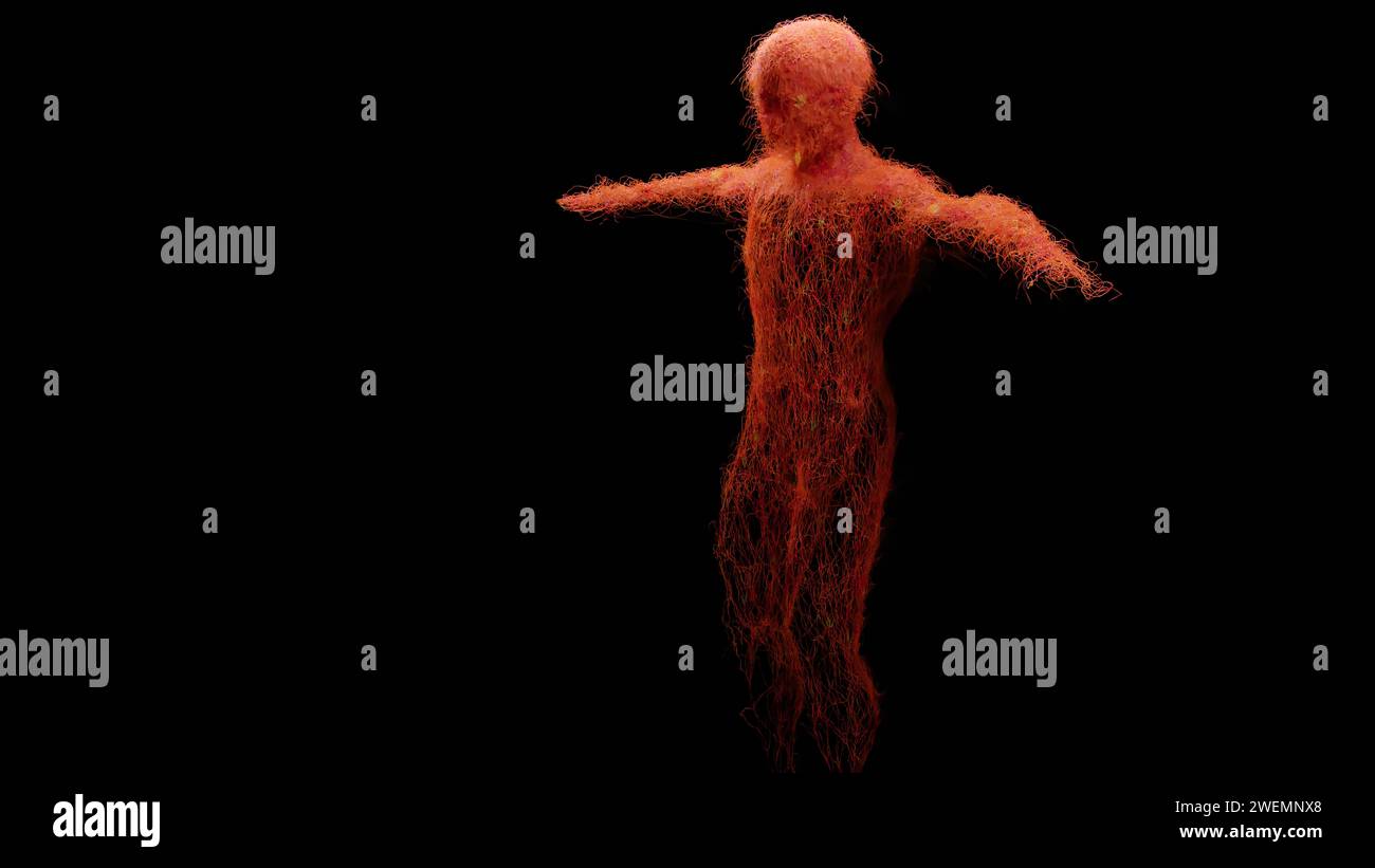 Human arterial and venous circulatory system, Medically accurate ...