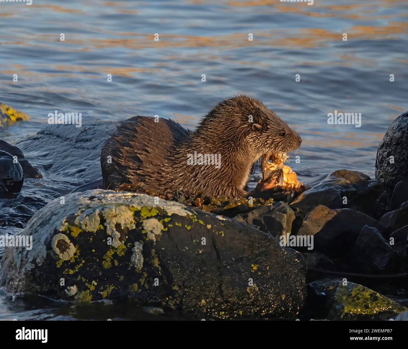 Lunch is important SCOTLAND THIS HILARIOUS IMAGE shows a cute female ...