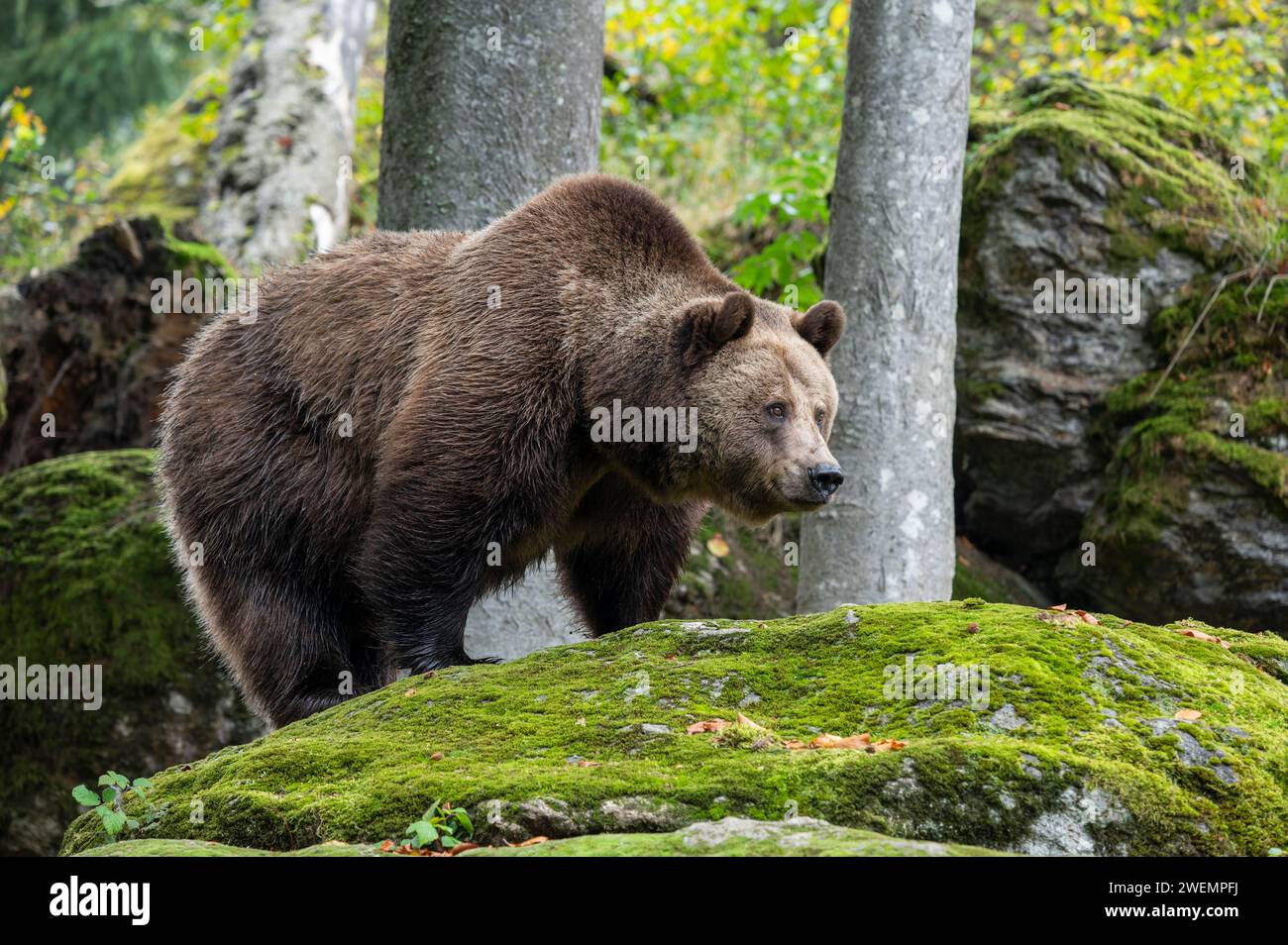 Brown bear (Ursus arctos) standing on a rock overgrown with moss ...