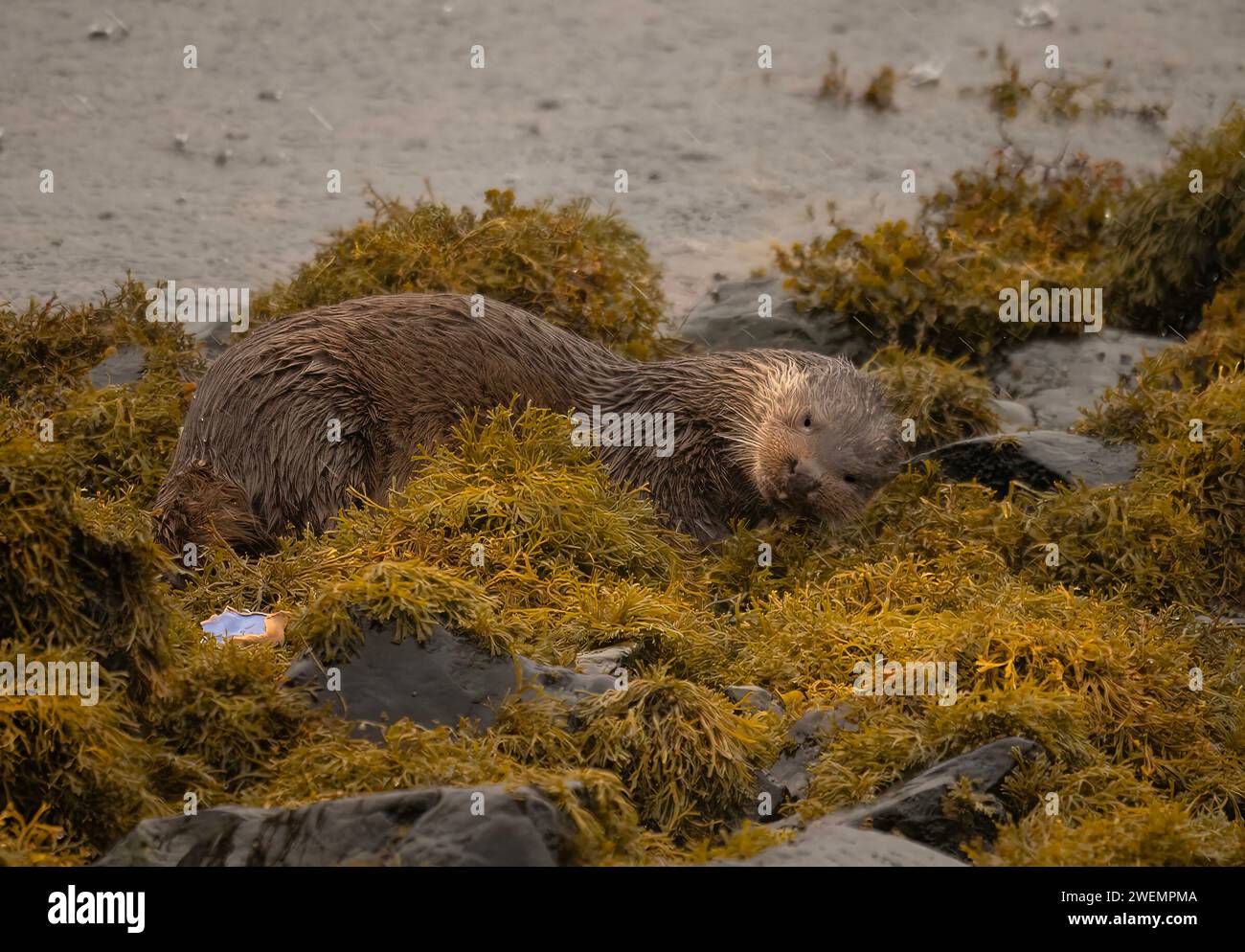 Being cute amongst the seaweed SCOTLAND THIS HILARIOUS IMAGE shows a ...