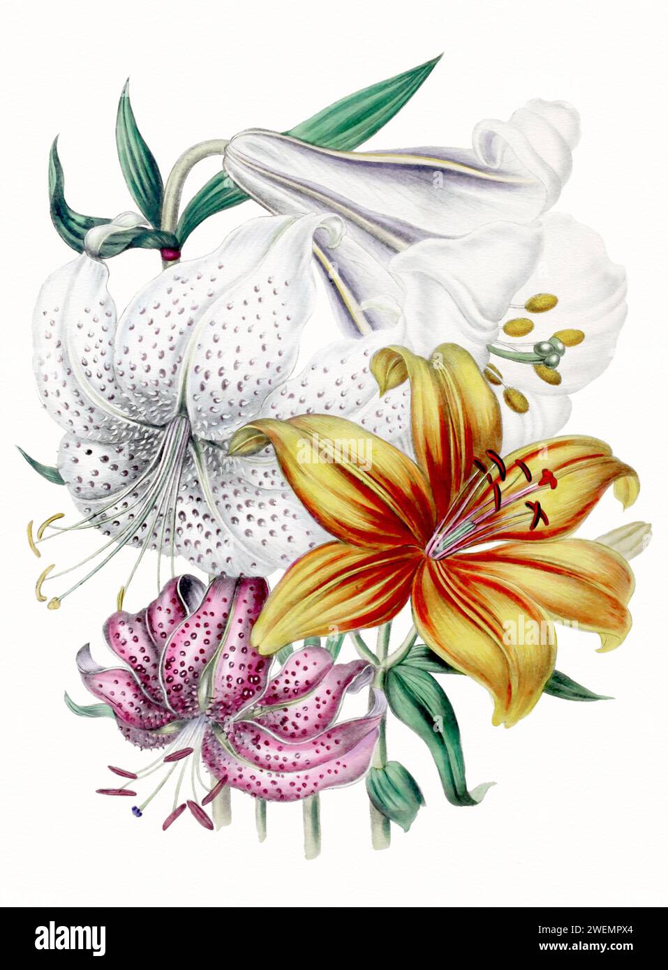 Colorful Flower Illustration: A digital vintage-style flower on a ...