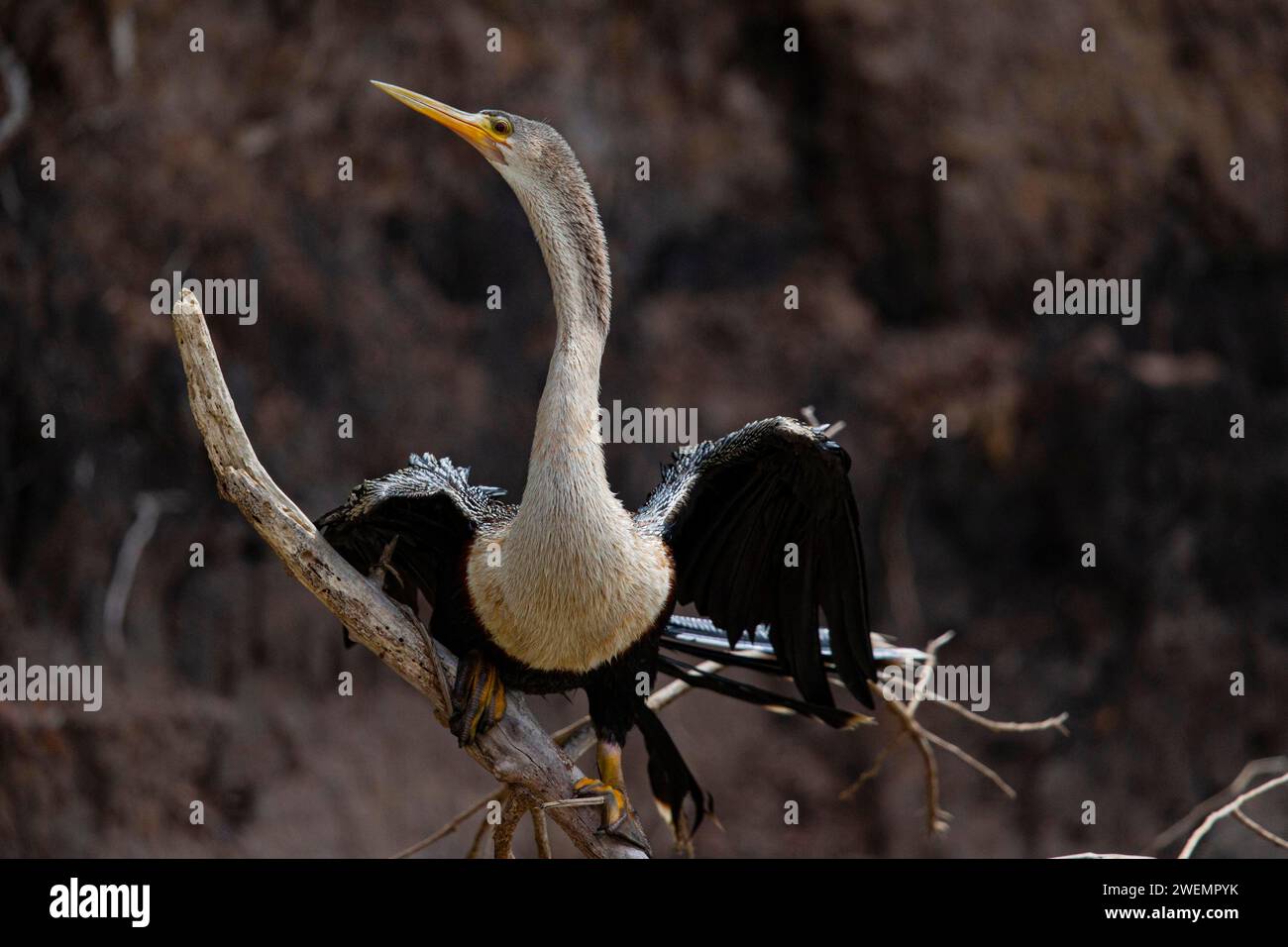 American darter (Anhinga anhinga) Pantanal Brazil Stock Photo - Alamy