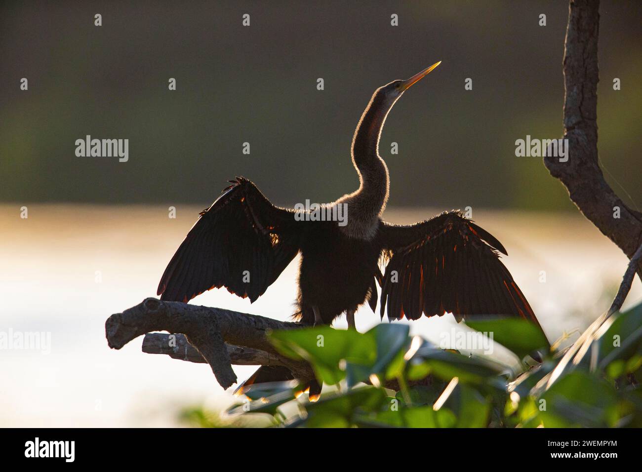 American darter (Anhinga anhinga) Pantanal Brazil Stock Photo - Alamy