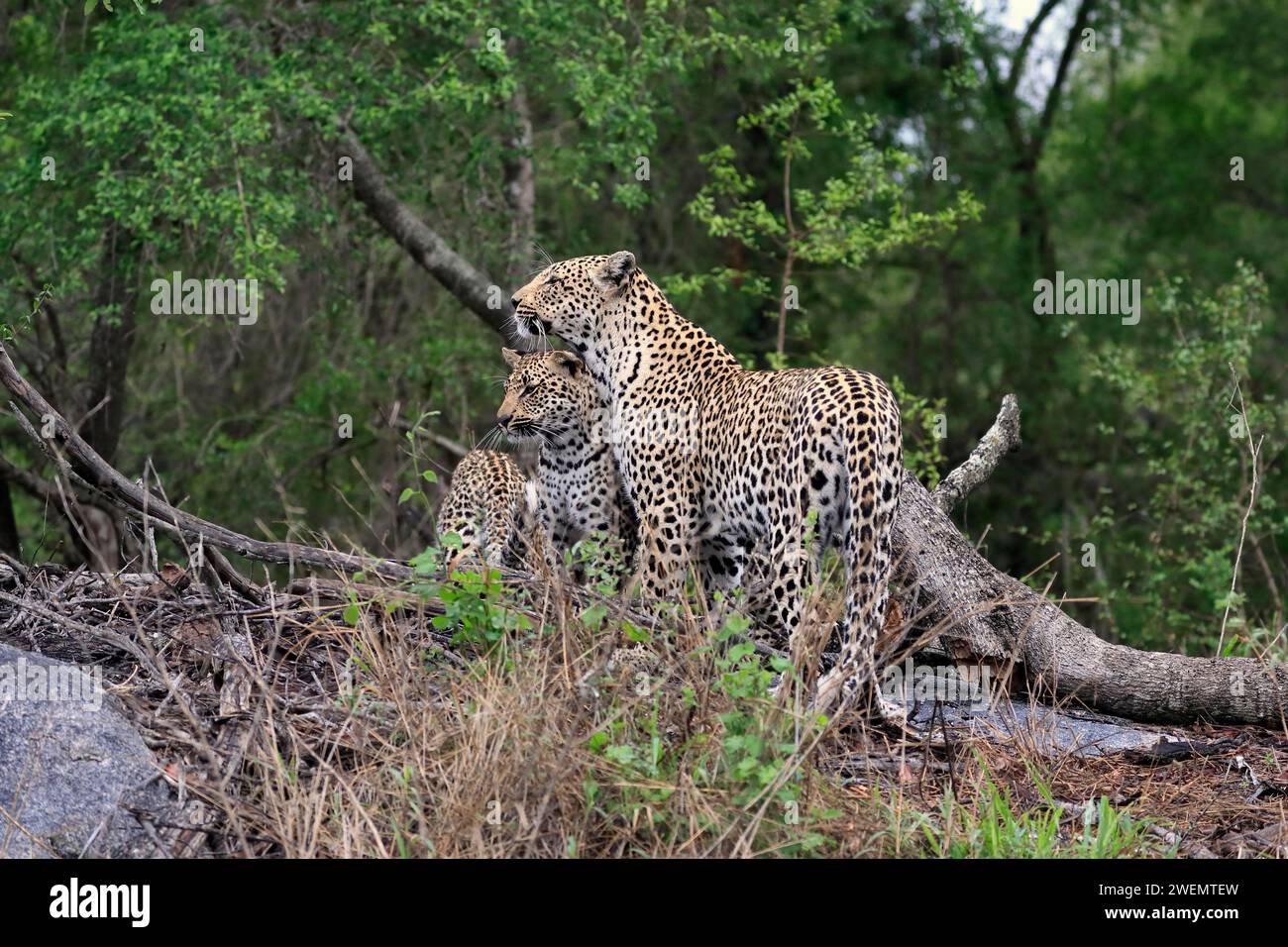 Leopard (Panthera pardus), adult with young, observed, social behaviour ...