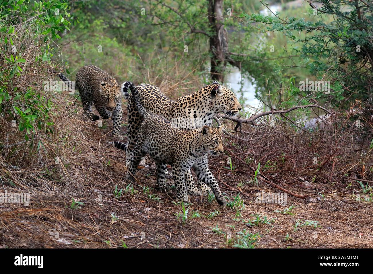 Leopard (Panthera pardus), adult, cubs, group, running, stalking, Sabi ...