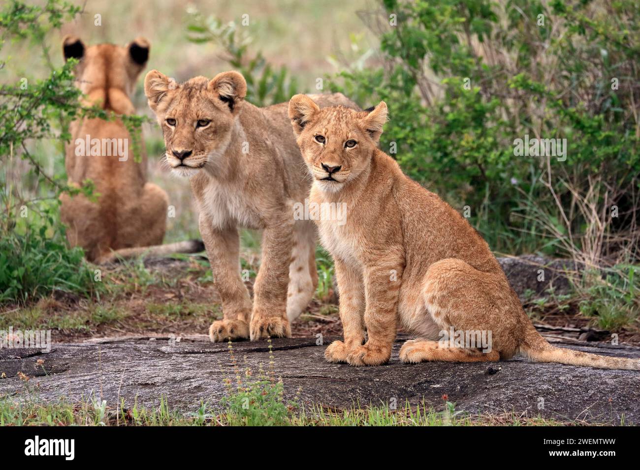 Lion (Panthera leo), cubs, three, siblings, vigilant, Sabi Sand Game ...