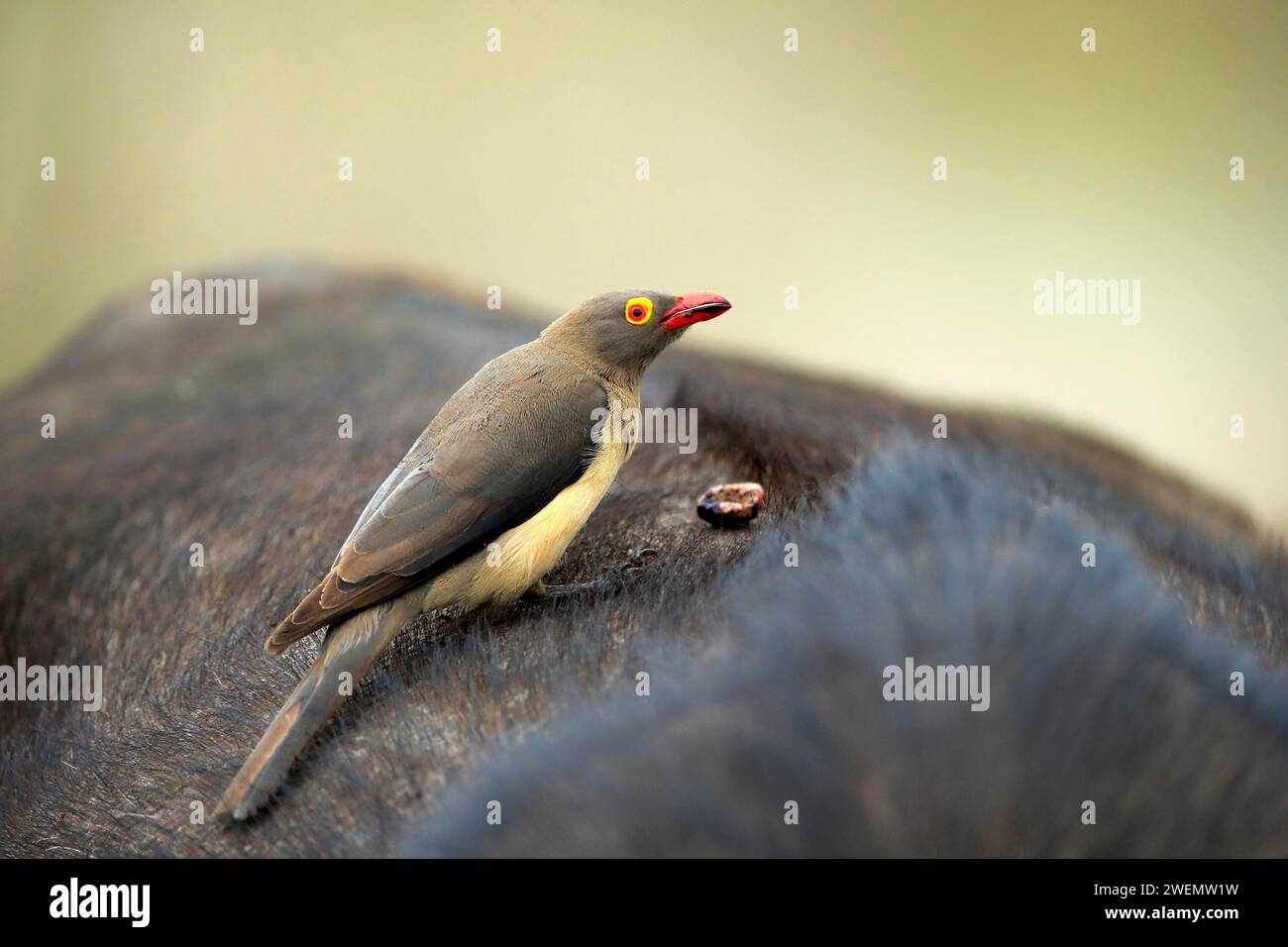 Host animal hi-res stock photography and images - Alamy