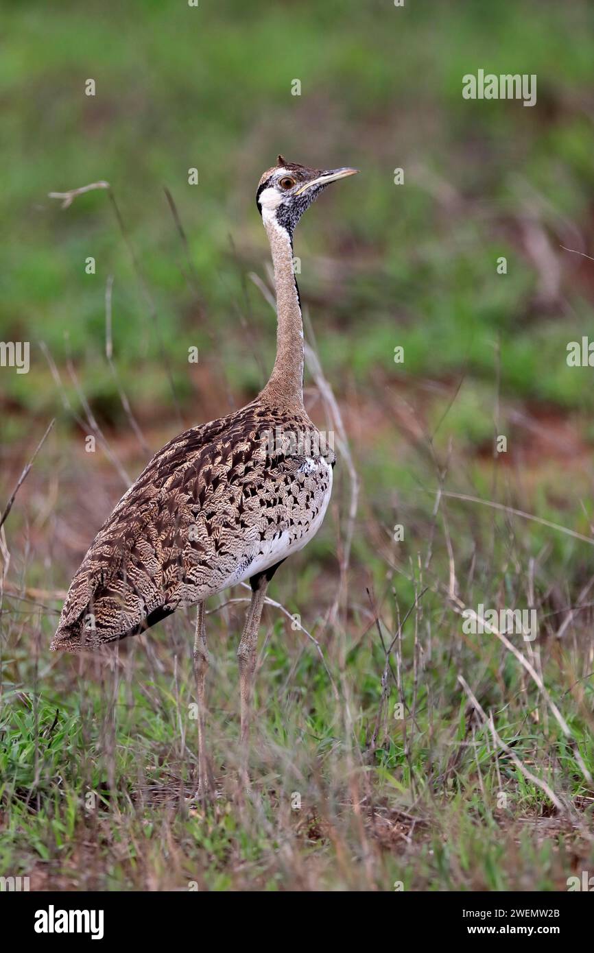 Red-crested Bustard, (Lophotis ruficrista), adult, foraging, vigilant ...