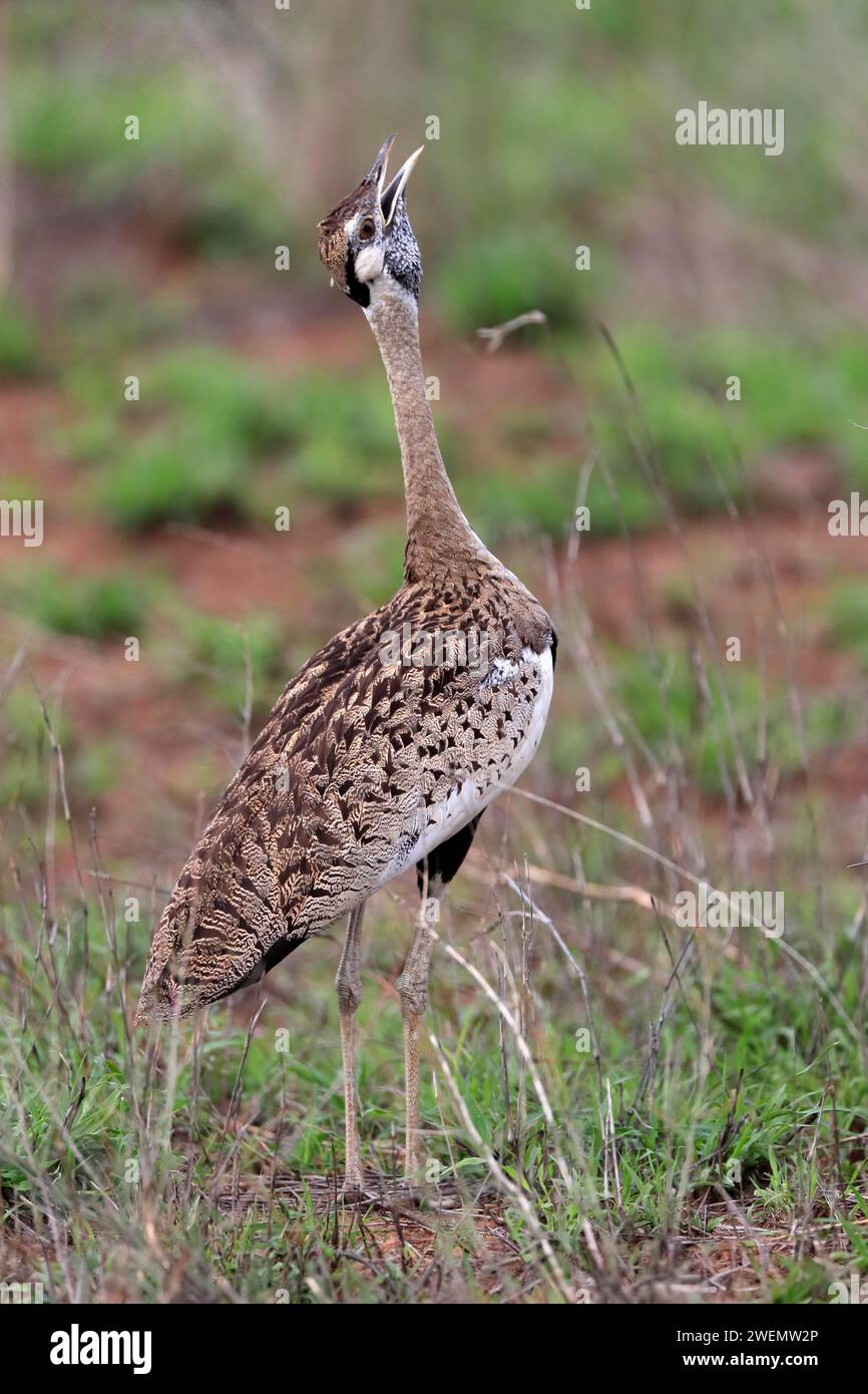 Red-crested Bustard, (Lophotis ruficrista), adult, calling, Kruger ...