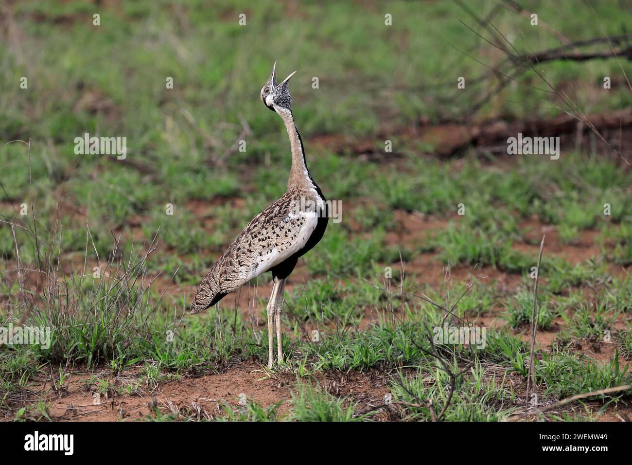 Red-crested Bustard, (Lophotis ruficrista), adult, calling, Kruger ...