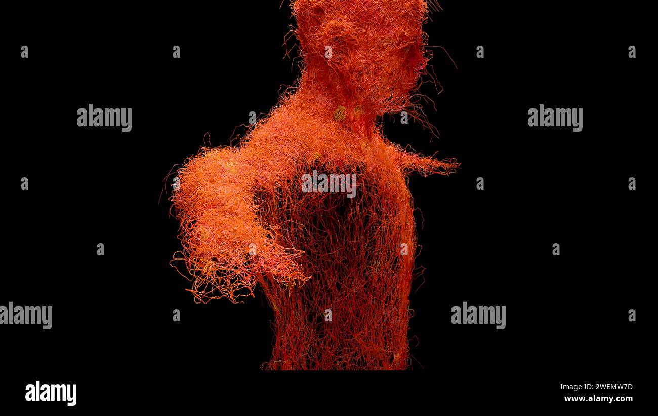 3d medical animation circulatory system hi-res stock photography and ...