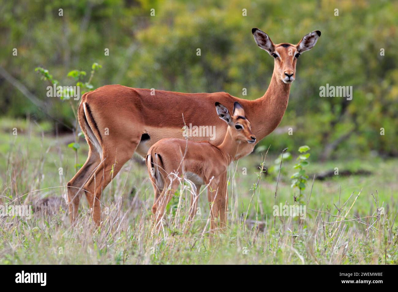 Black Heeler Antelope, (Aepyceros melampus), adult, female, young ...