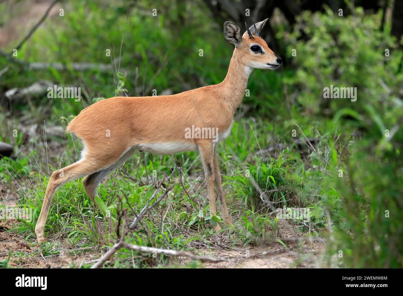Steenbok (Raphicerus campestris), adult, male, foraging, vigilant ...