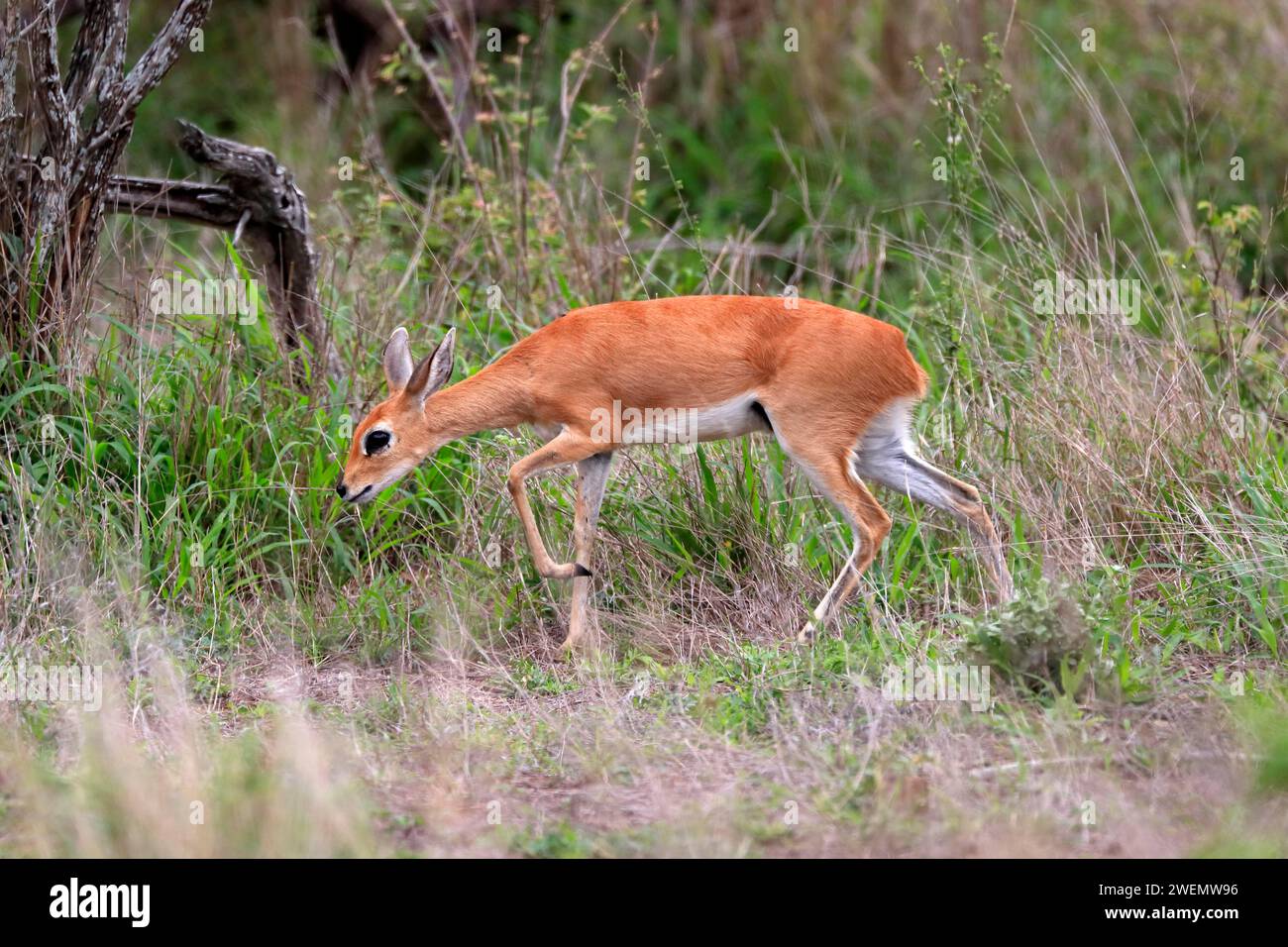 Steenbok (Raphicerus campestris), adult, female, foraging, running ...