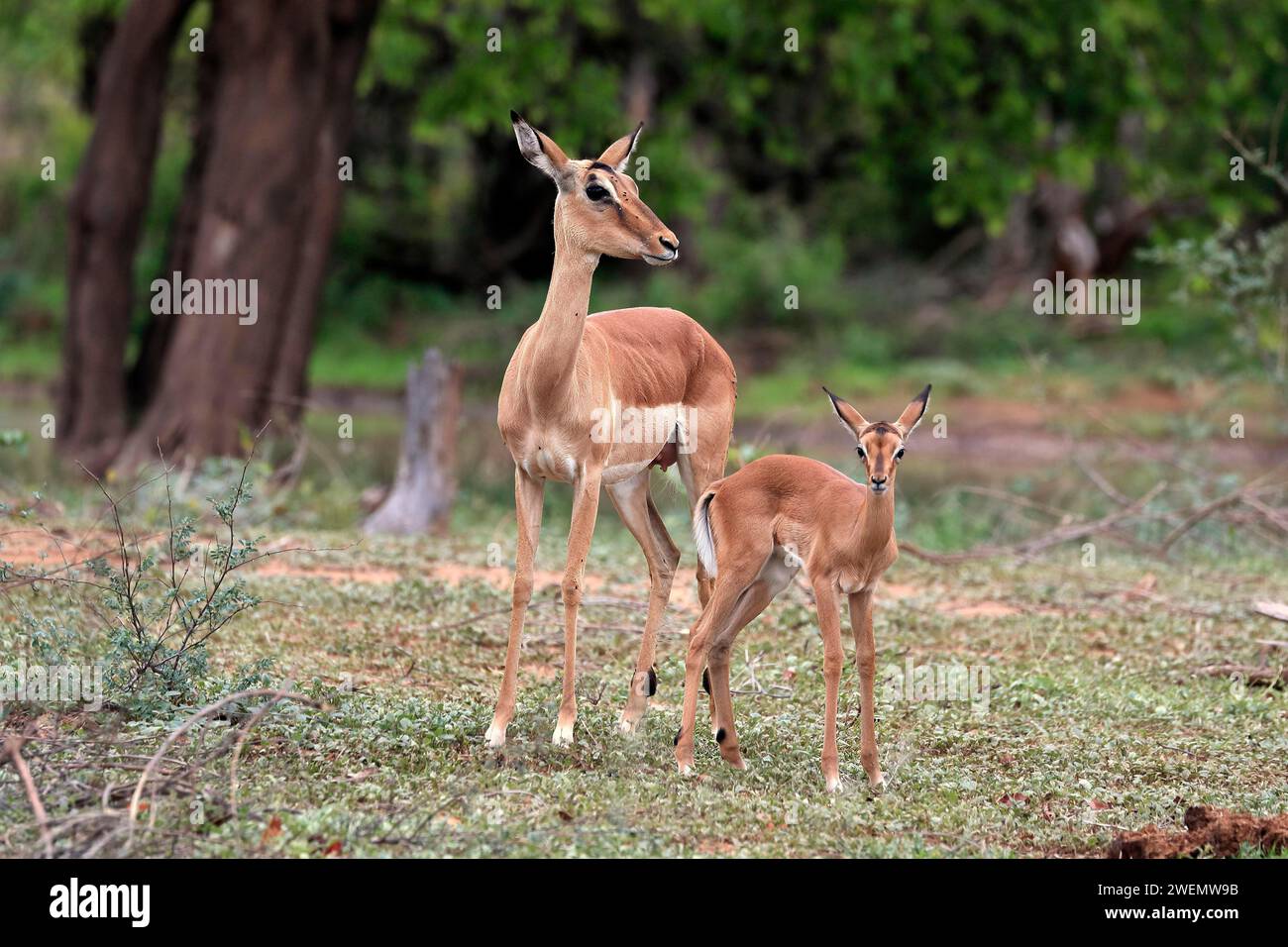 Black Heeler Antelope, (Aepyceros melampus), adult, female, young ...