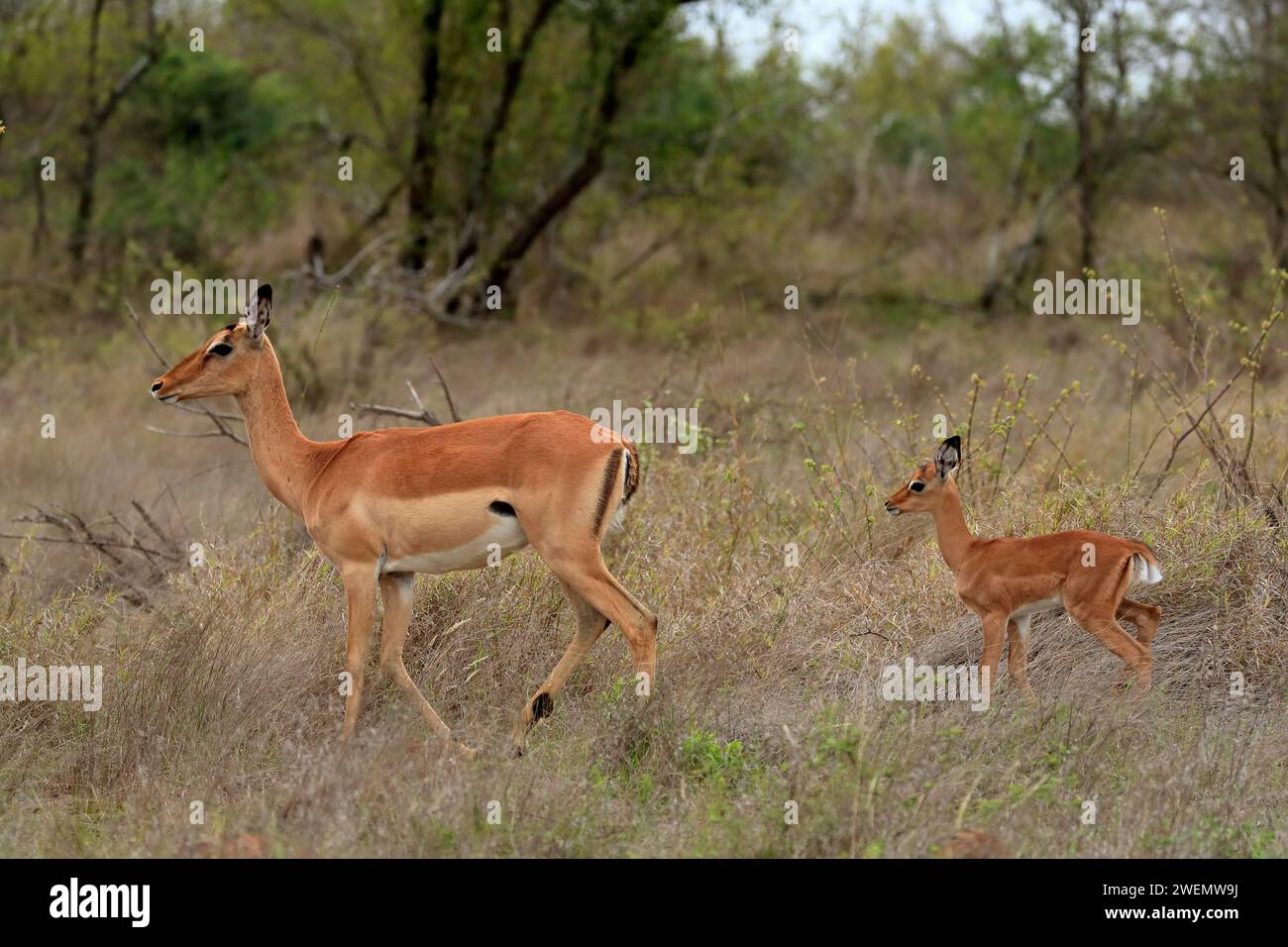 Black Heeler Antelope, (Aepyceros melampus), adult, female, young ...
