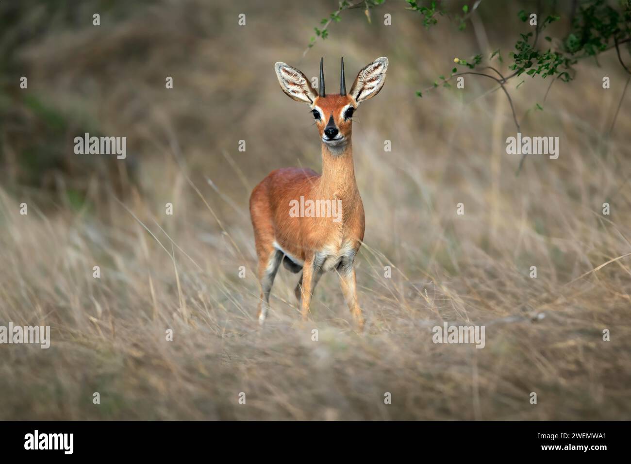 Batess pygmy antelope hi-res stock photography and images - Alamy