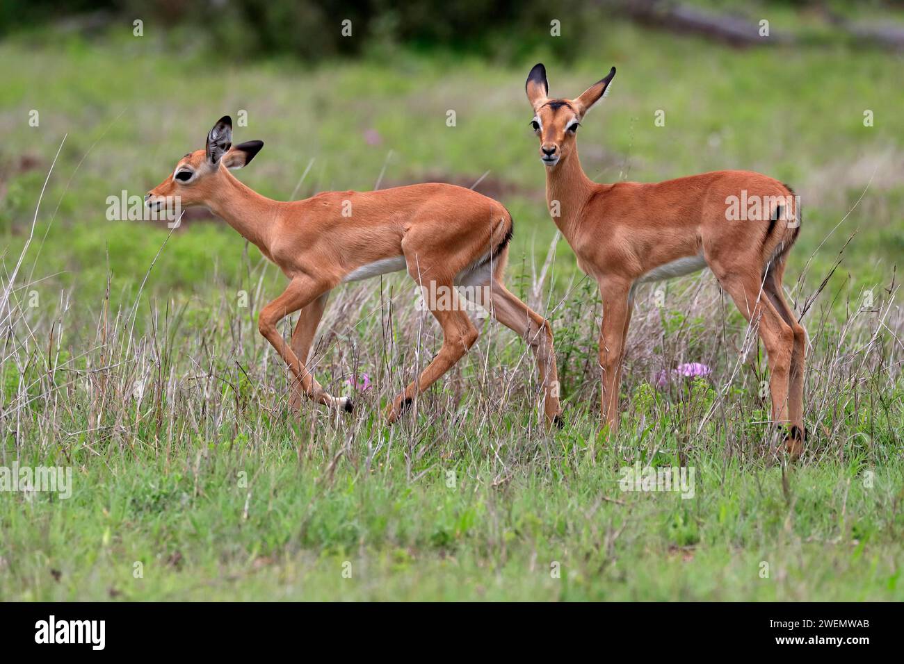 Black Heeler Antelope, (Aepyceros melampus), two young animals, alert ...
