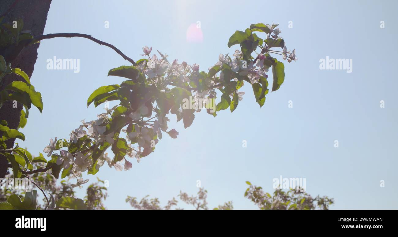 Genetically modified tree hi-res stock photography and images - Alamy