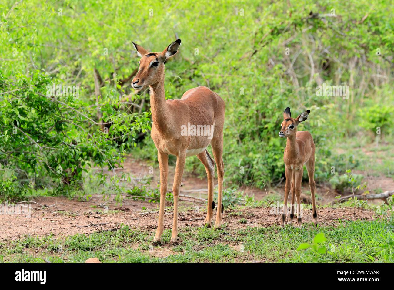 Black Heeler Antelope, (Aepyceros melampus), adult, female, young ...