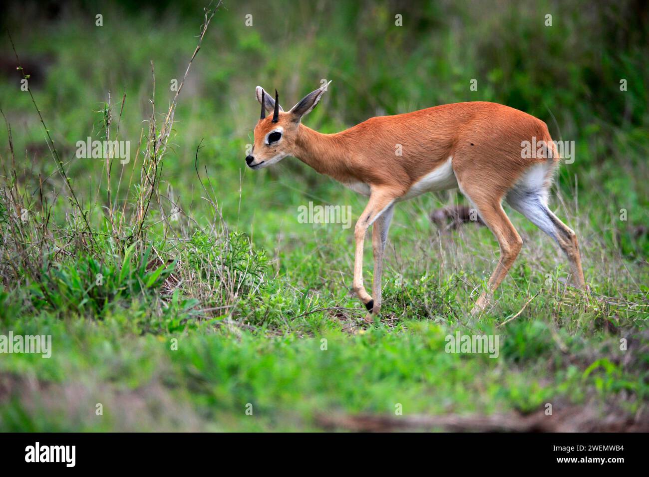 Steenbok (Raphicerus campestris), adult, male, foraging, vigilant ...