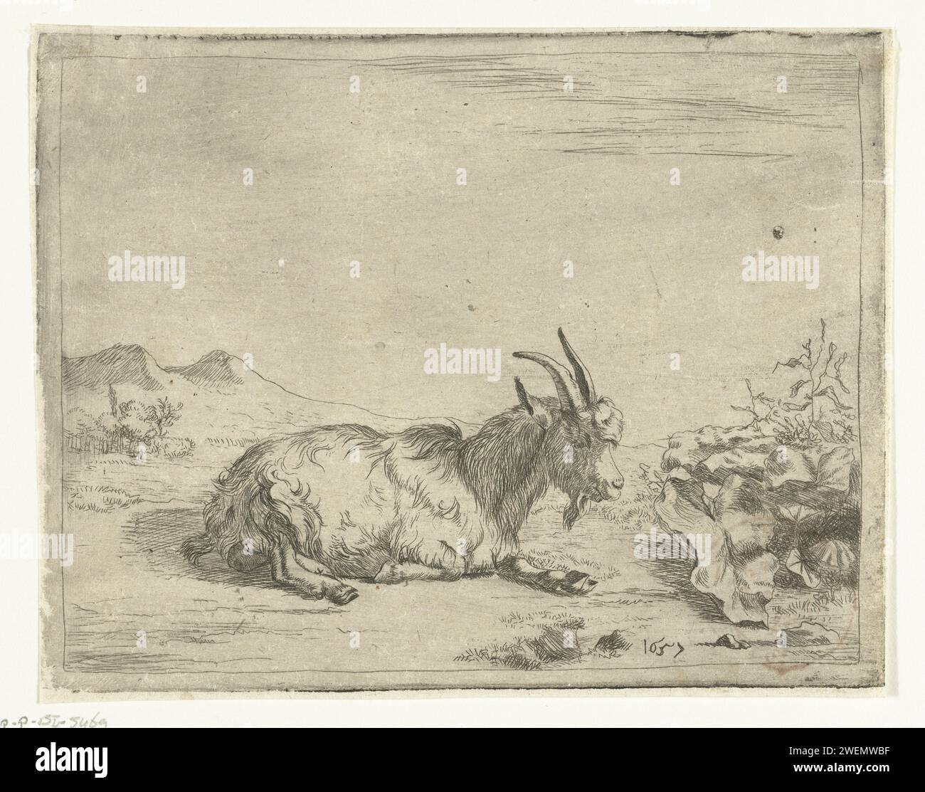 Resting goat, Marcus de Bye, 1657 print paper etching goat Stock Photo ...