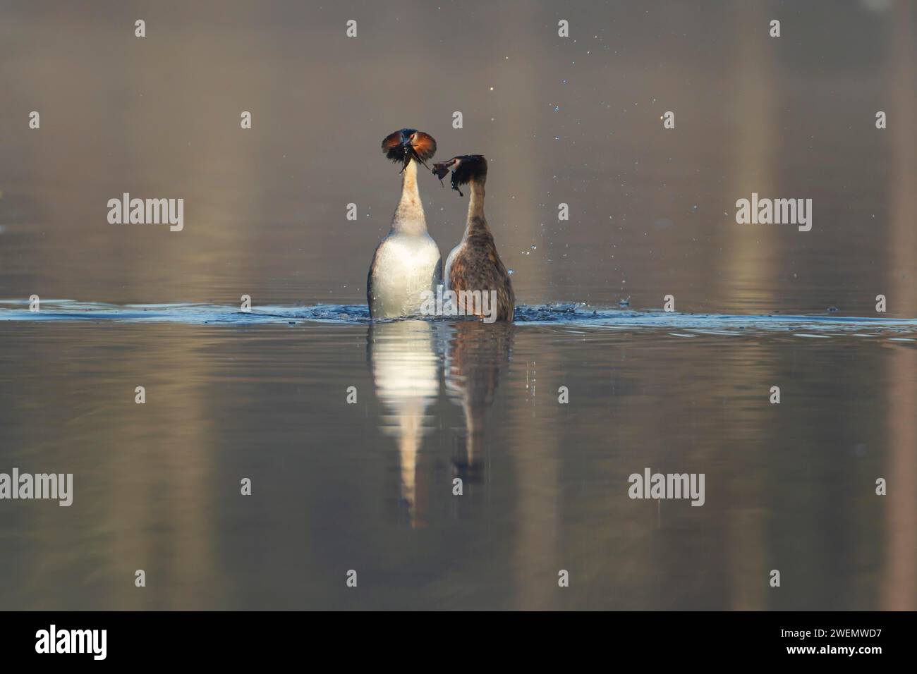 Great crested grebe (Podiceps cristatus) two adult birds performing the ...